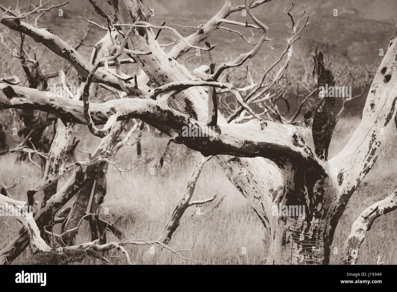 dead trees in Patagonia Stock Photo - Alamy