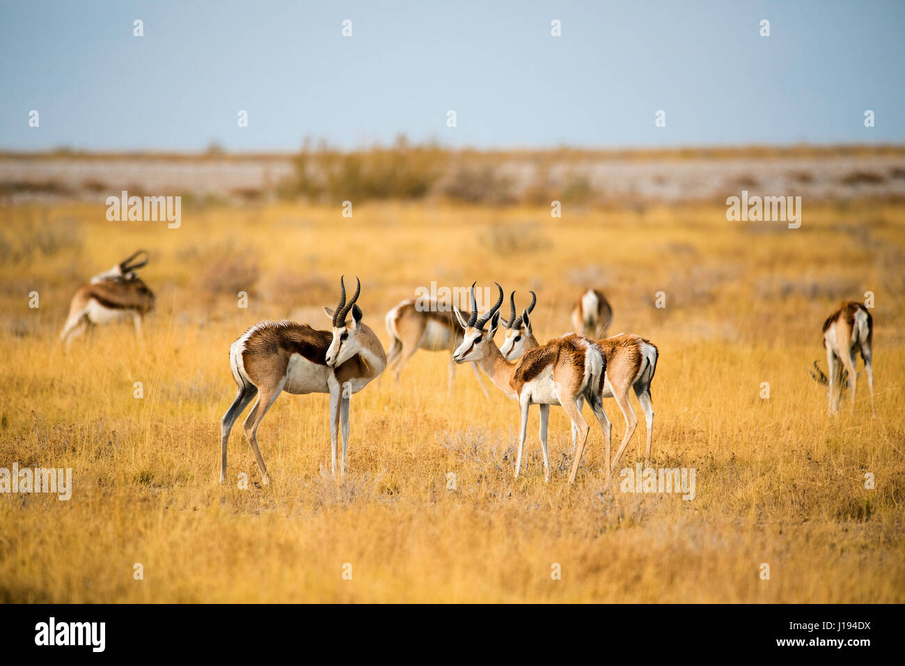 Springbok national symbol south africa hi-res stock photography and ...