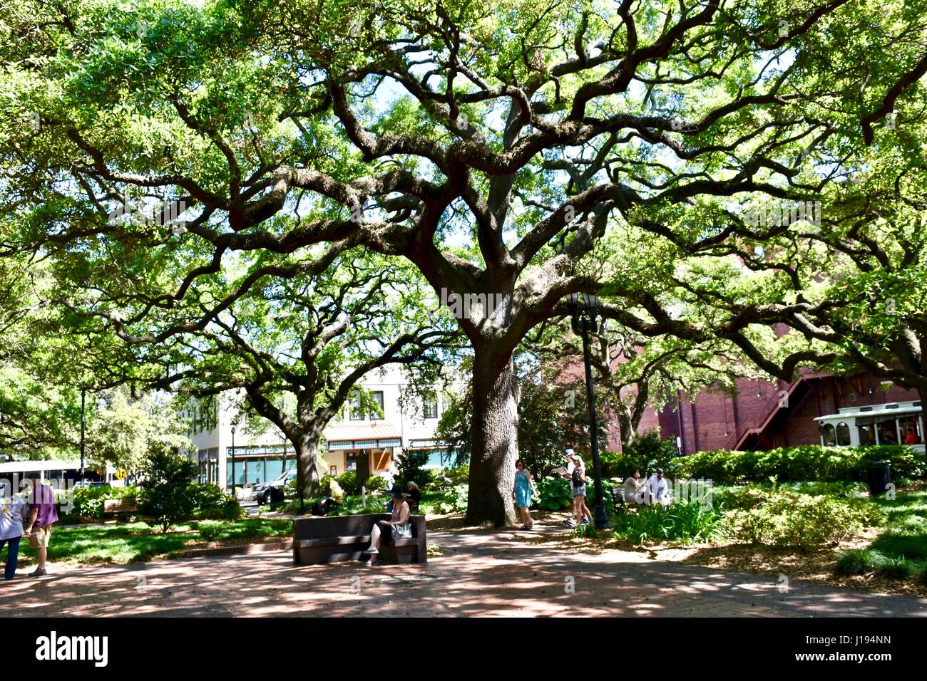 Historic streets of Savannah with large oak trees and Spanish moss ...