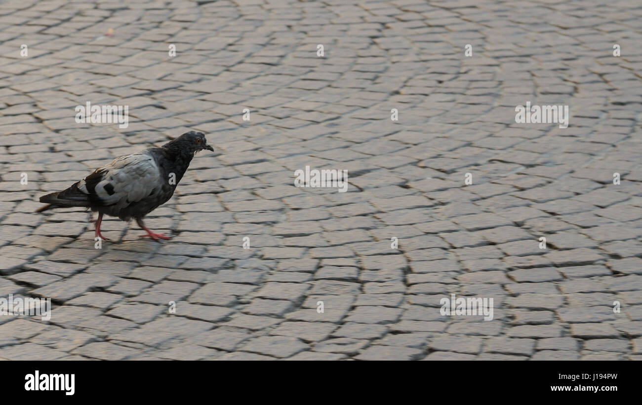Pigeon steps hi-res stock photography and images - Alamy
