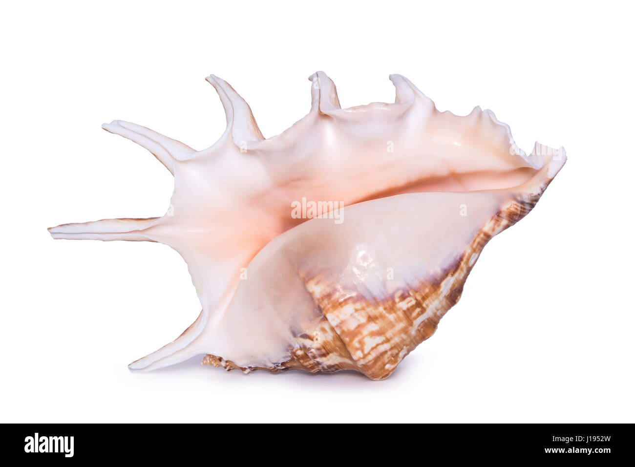Big beautiful seashell isolated on white background Stock Photo - Alamy