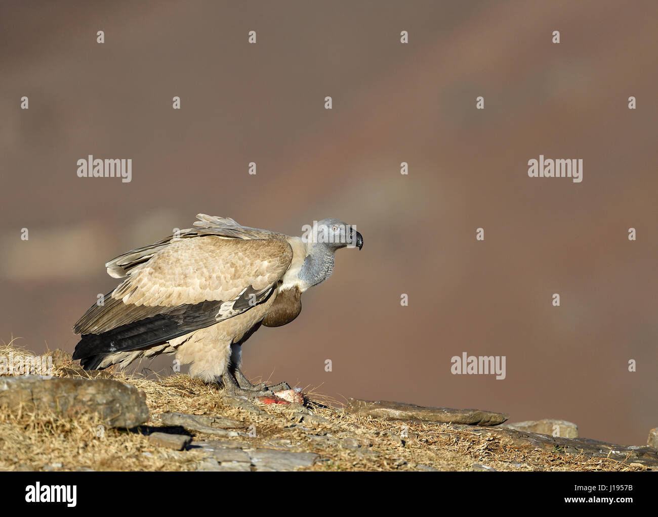 Cape Vulture (Gyps coprotheres) at Luderplatz, Giant's Castle National ...