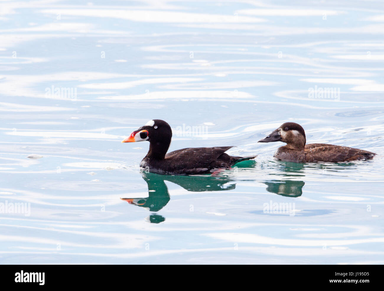 Surf Scoter Male and Female Stock Photo - Alamy