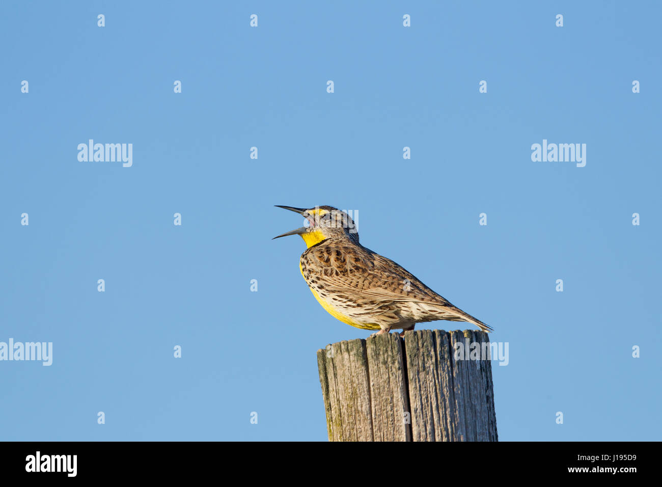 Western Meadowlark Singing Stock Photo - Alamy