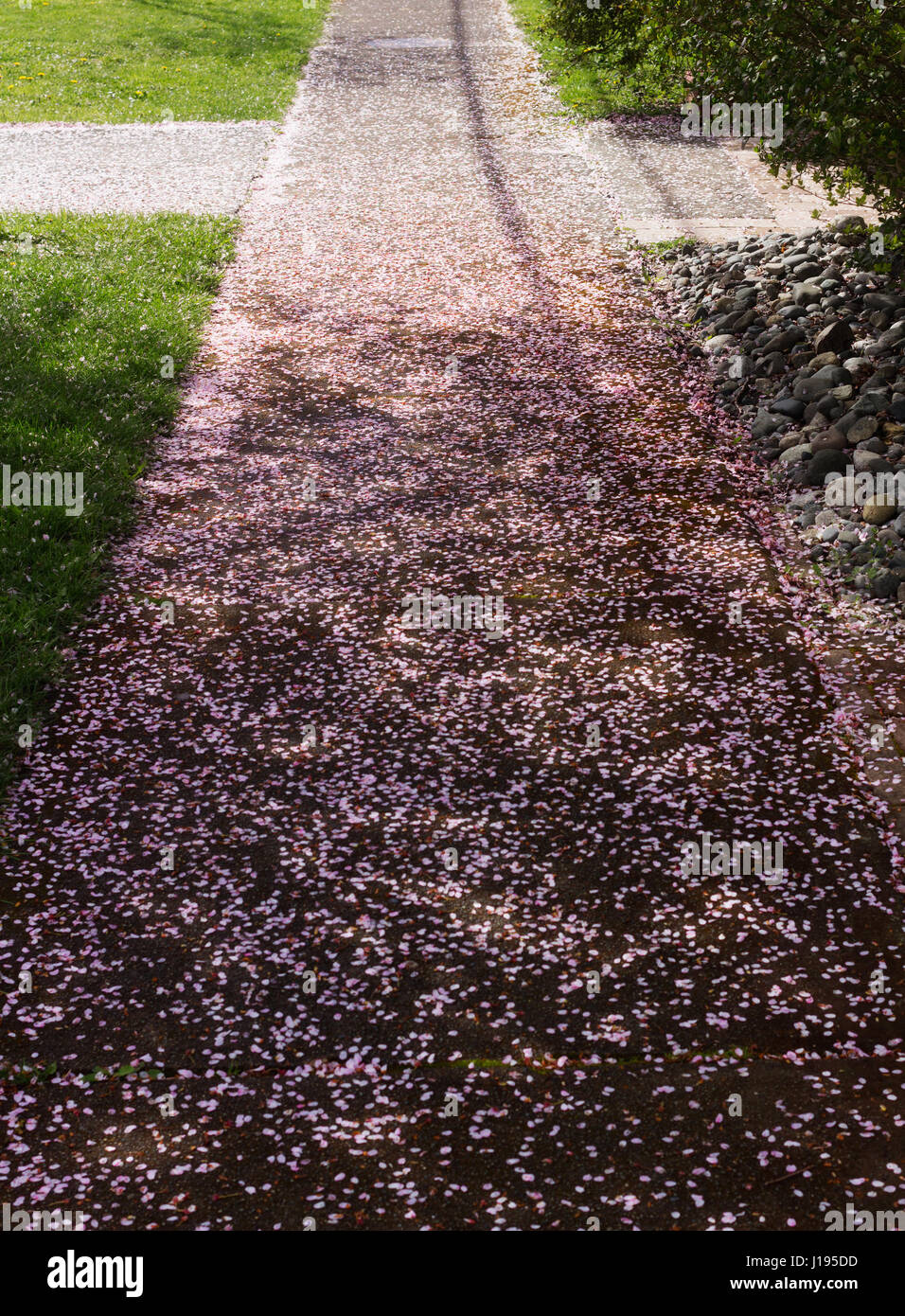 Sidewalk and nature hi-res stock photography and images - Alamy