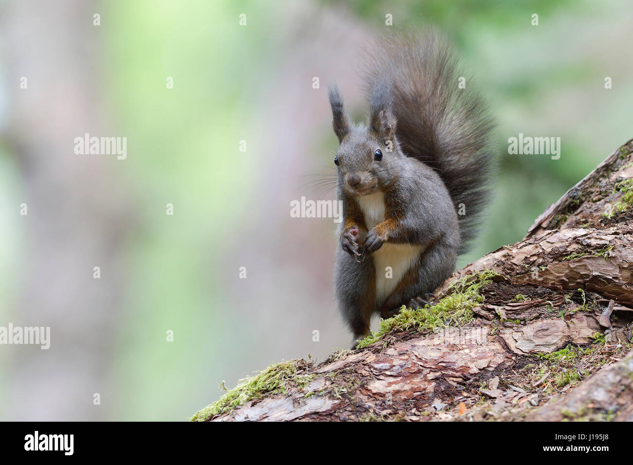 Squirrel (Sciurus vulgaris), sitting on tree trunk, Tyrol, Austria ...