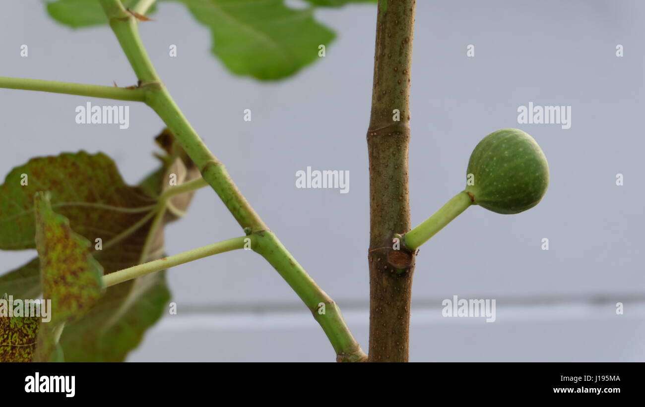 Fig tree wall hi-res stock photography and images - Alamy