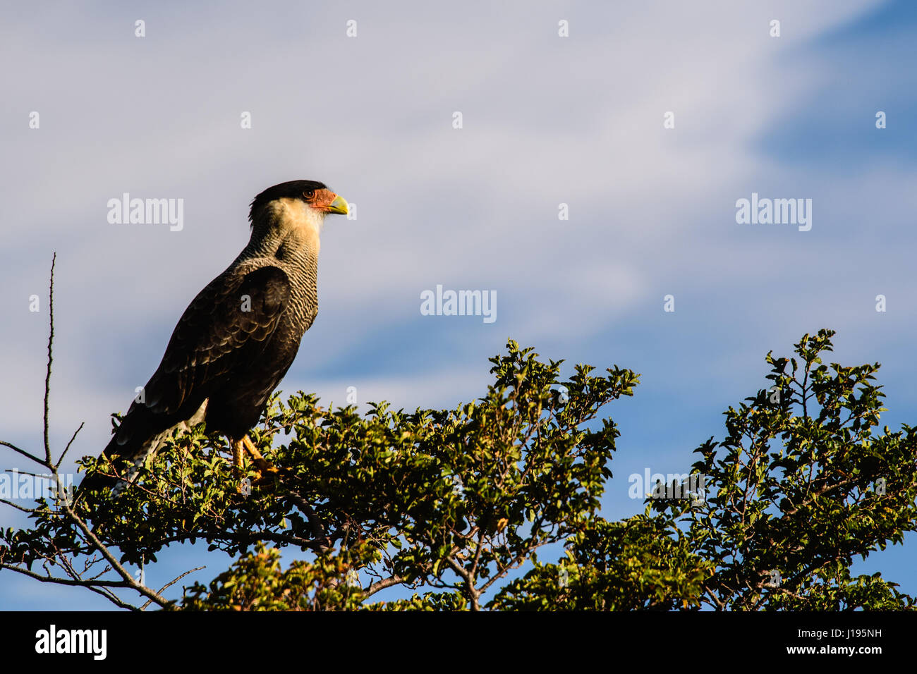 Karakara hi-res stock photography and images - Alamy