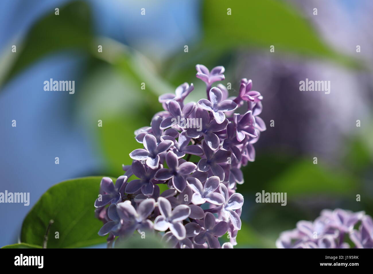 Flieder hintergrund hi-res stock photography and images - Alamy