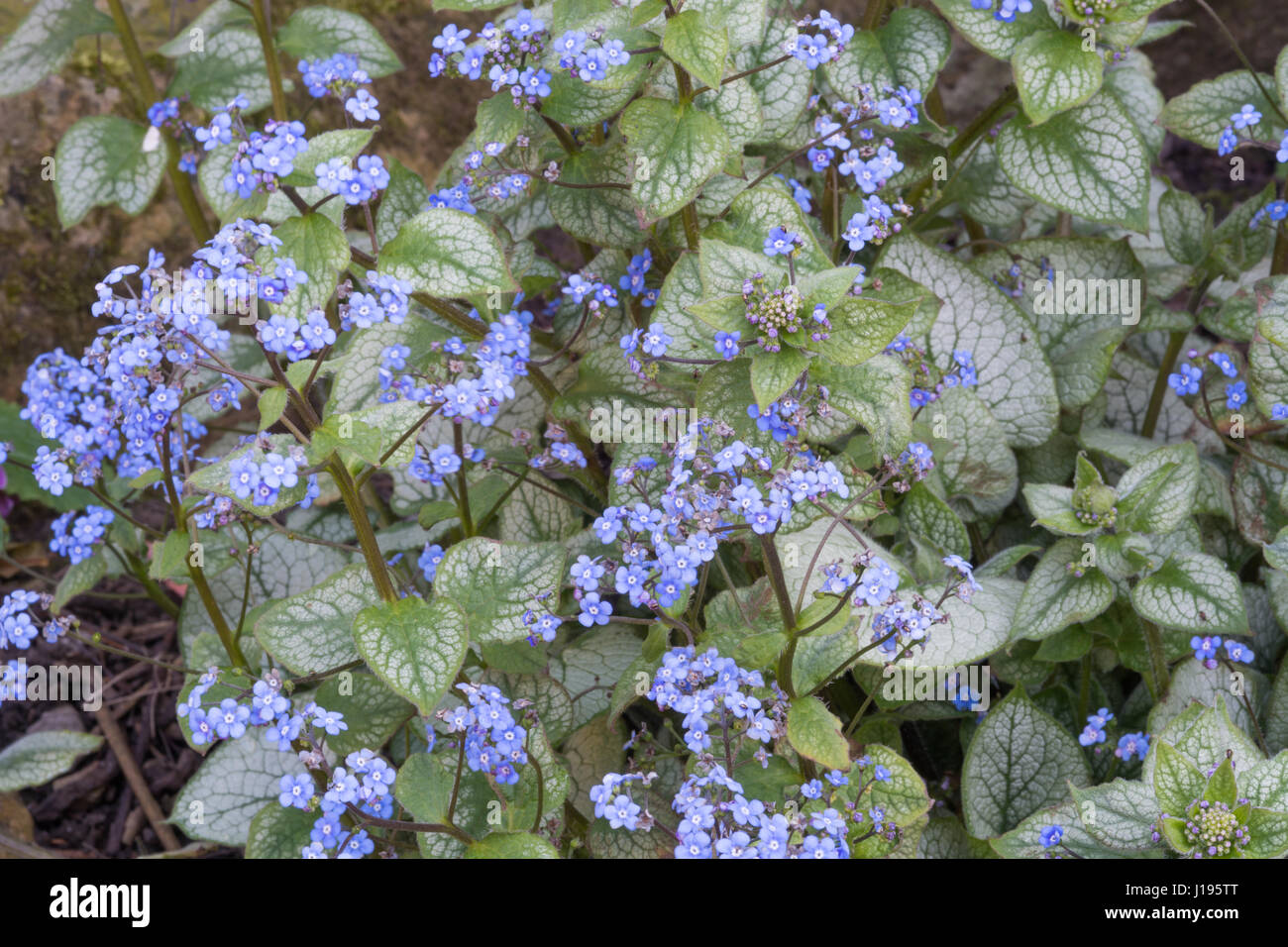 Brunnera macrophylla 'Jack Frost' in flower Stock Photo - Alamy Brunnera macrophylla 'Jack Frost' in flower Stock Photo - Alamy