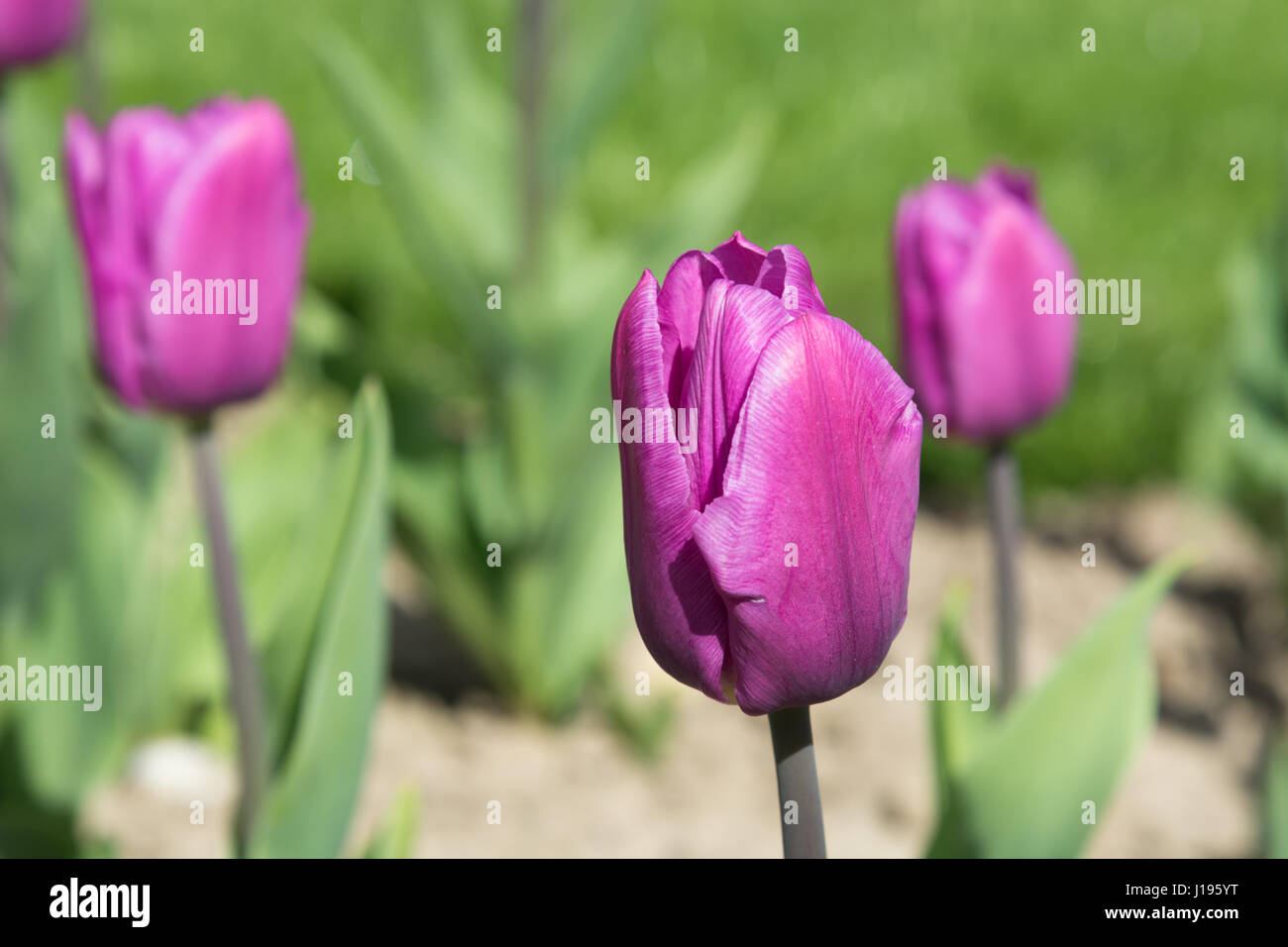 Tulip 'Blue Beauty' Stock Photo - Alamy