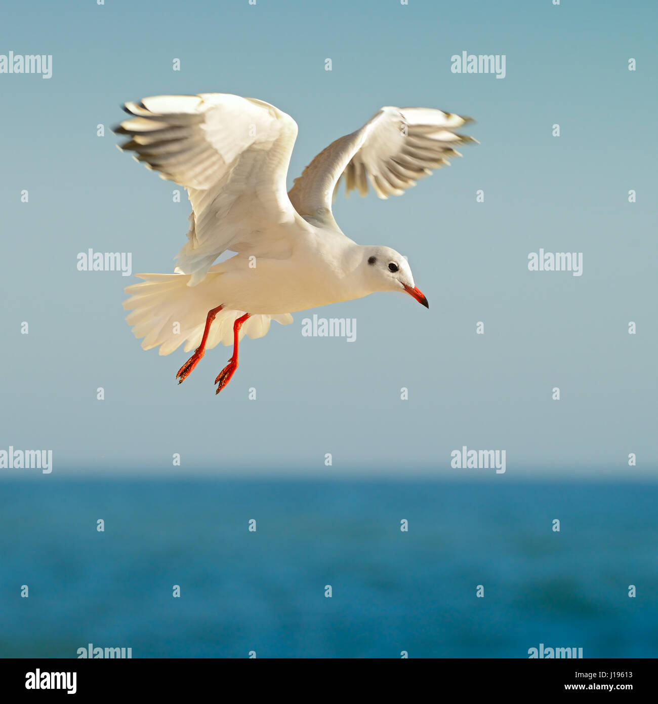 seagull in flight against the blue sky Stock Photo - Alamy