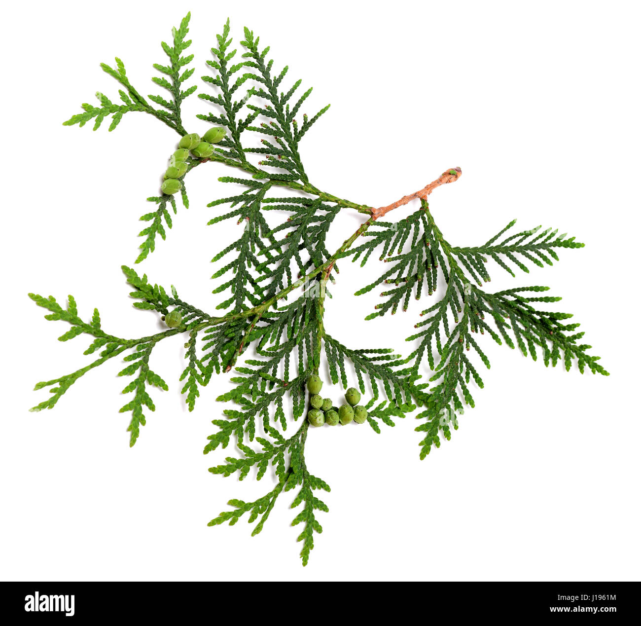 Twig of thuja with green cones isolated on white background. Top view ...