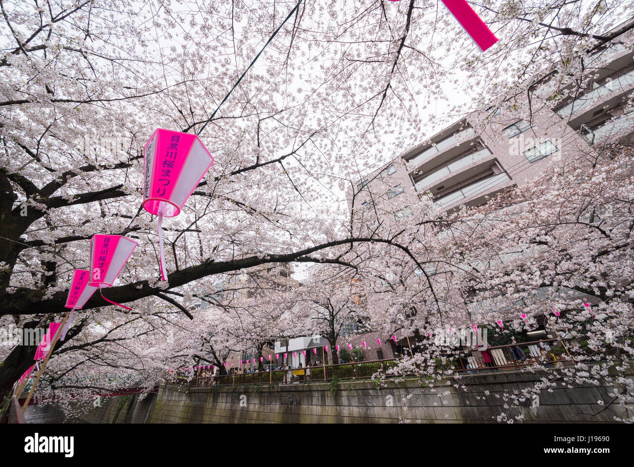 Cherry Blossm, Meguro River, Meguro-Ku, Tokyo, Japan Stock Photo - Alamy