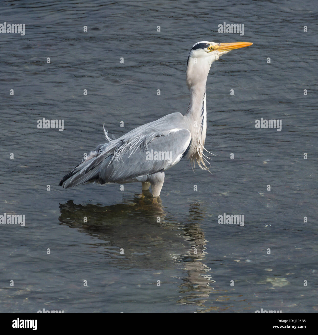 Grey heron ireland hi-res stock photography and images - Alamy