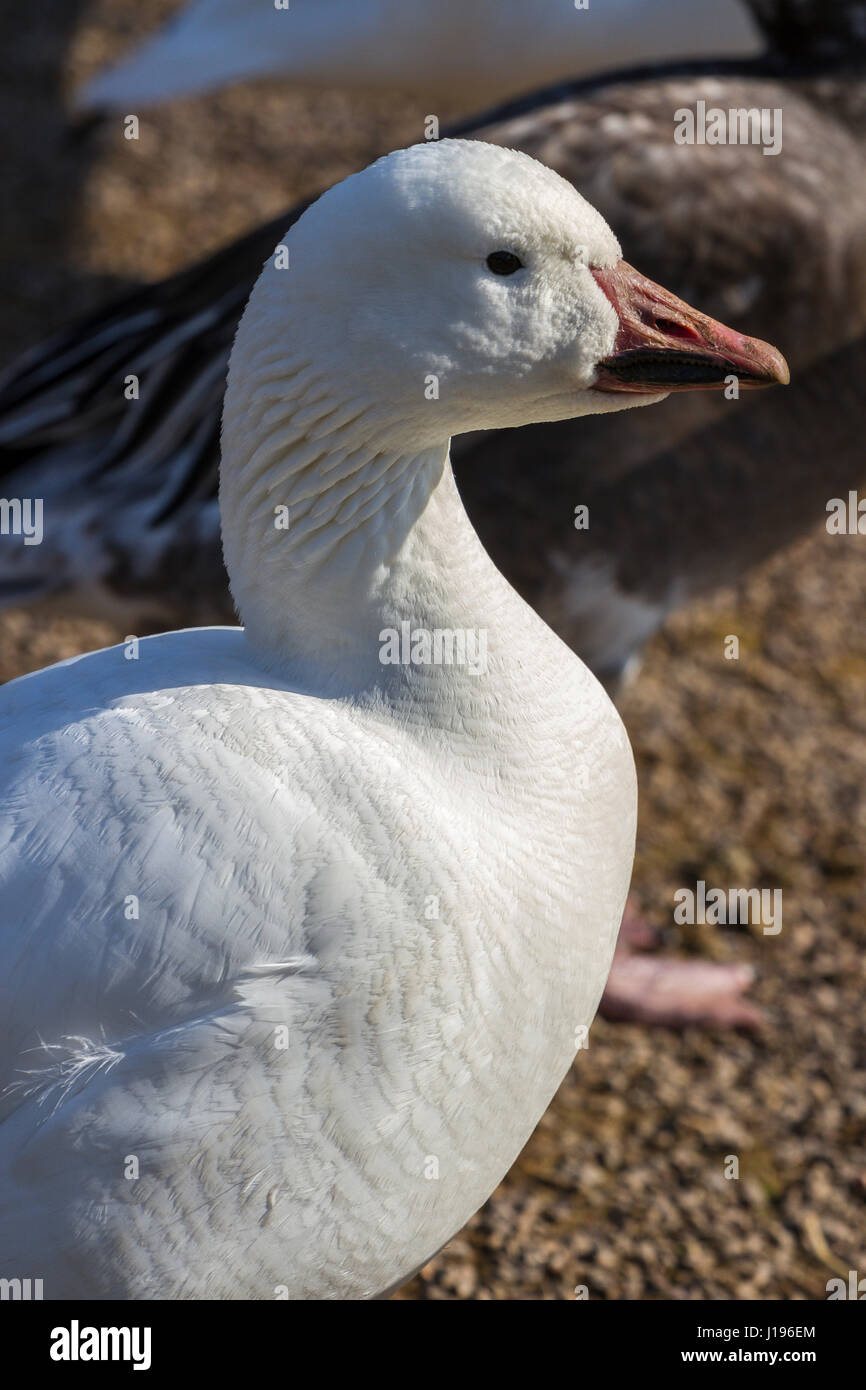 Snow Goose at Slimbridge Stock Photo - Alamy