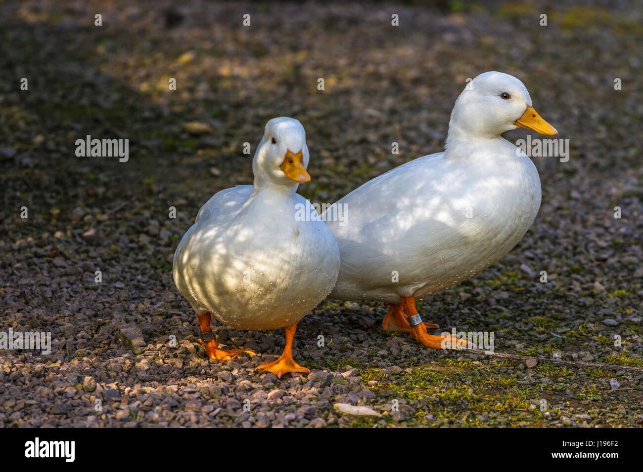 Pair of Call Ducks at Slimbridge Stock Photo - Alamy