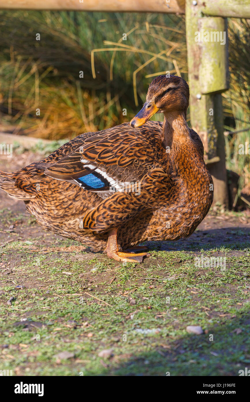 Rouen duck hi-res stock photography and images - Alamy