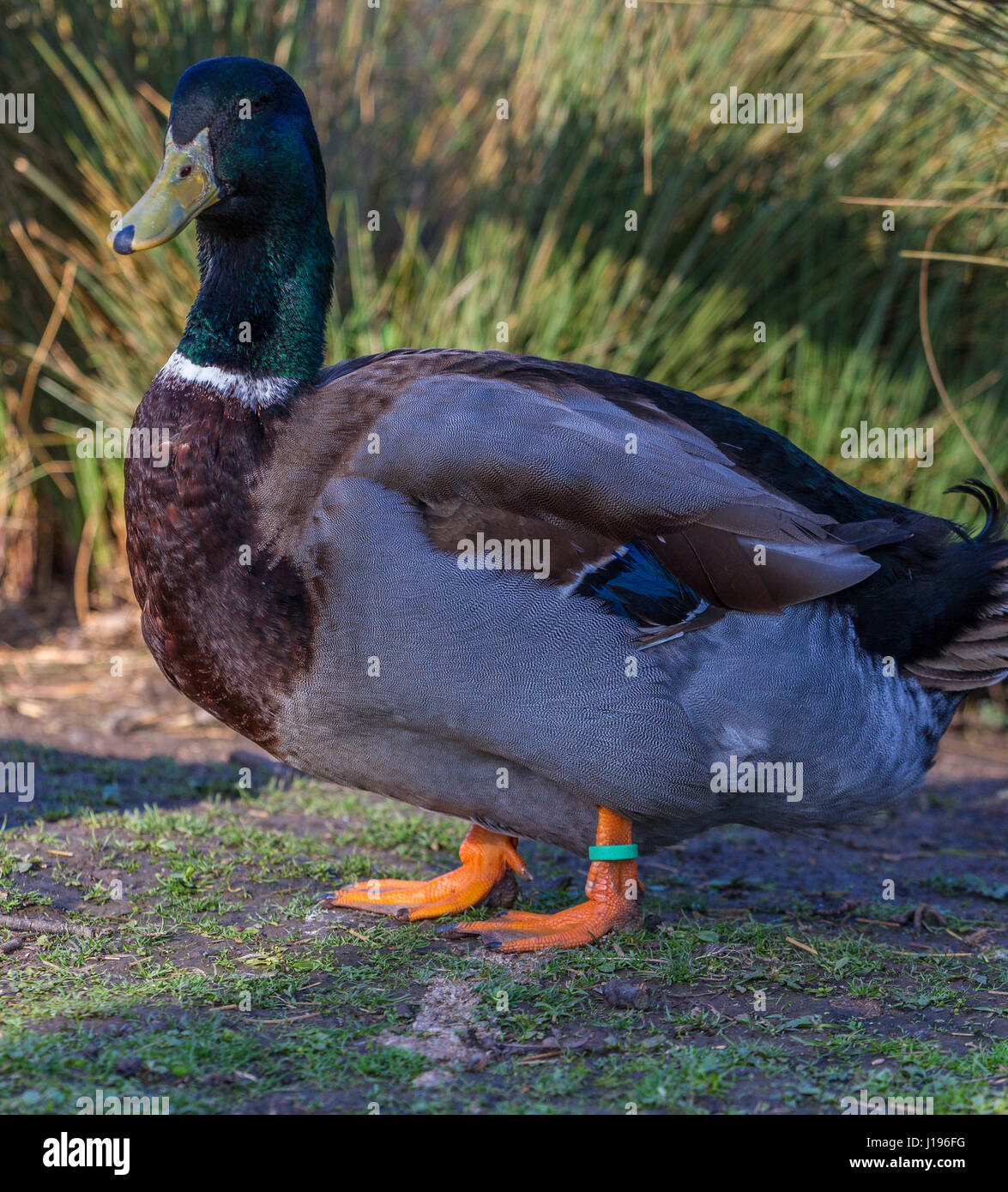 Rouen ducks hi-res stock photography and images - Alamy