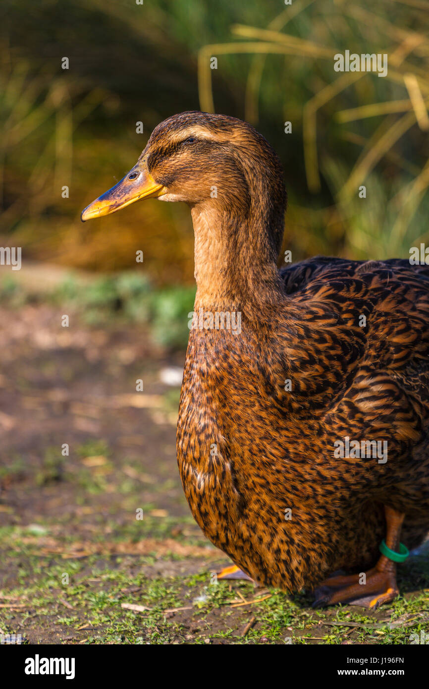 Rouen Ducks at Slimbridge Stock Photo - Alamy