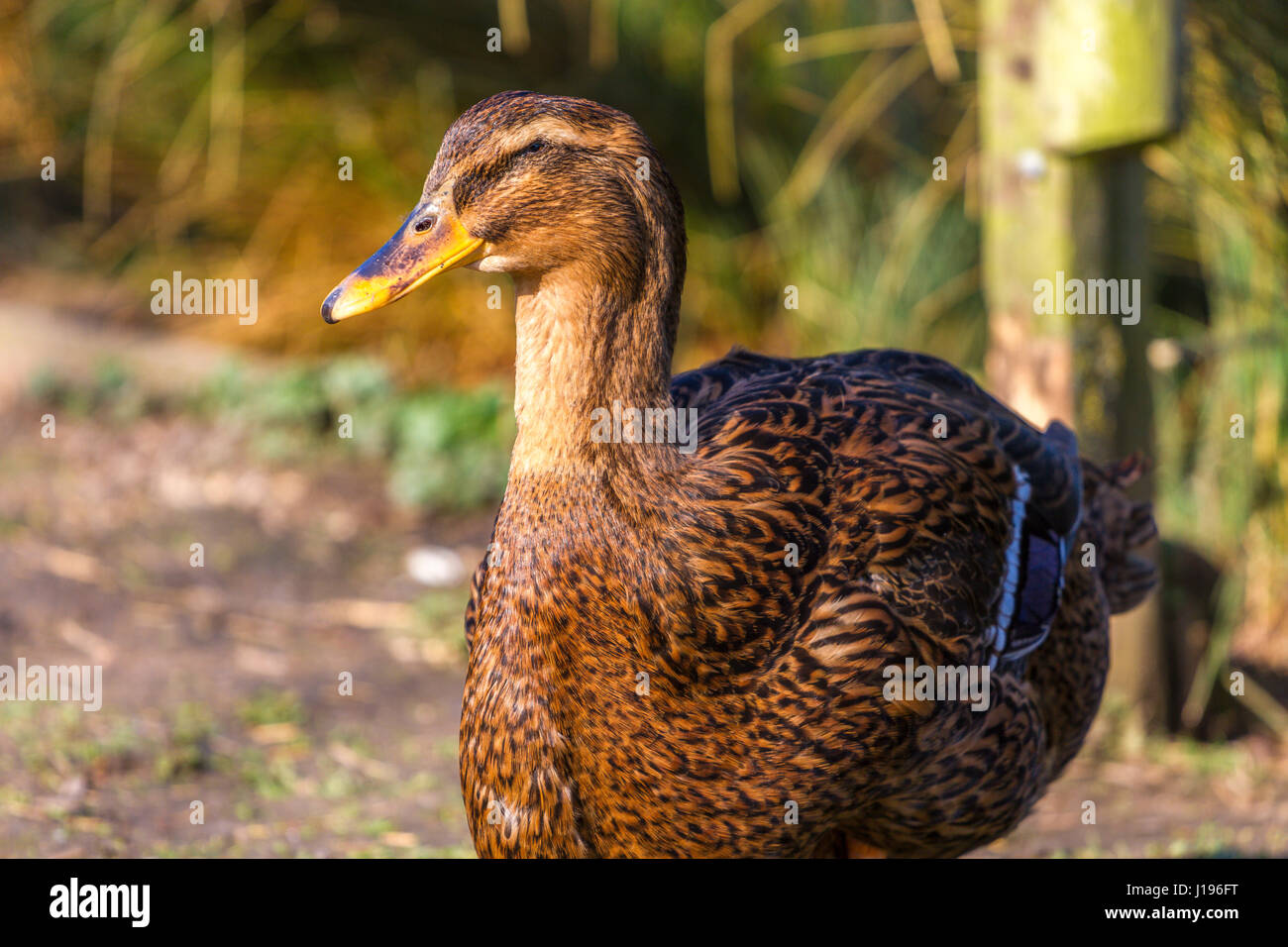 Rouen Ducks at Slimbridge Stock Photo - Alamy