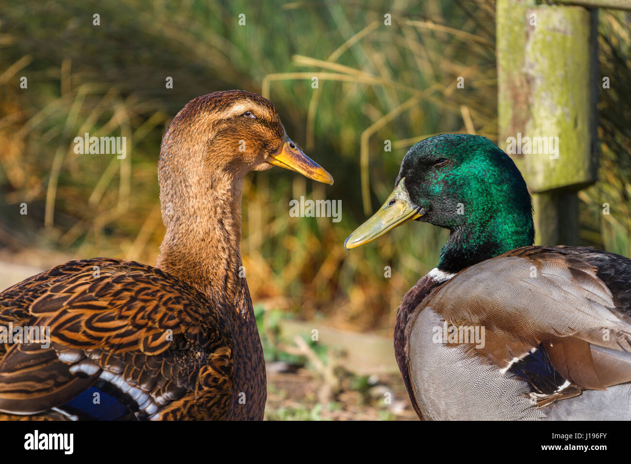 Rouen duck female hi-res stock photography and images - Alamy