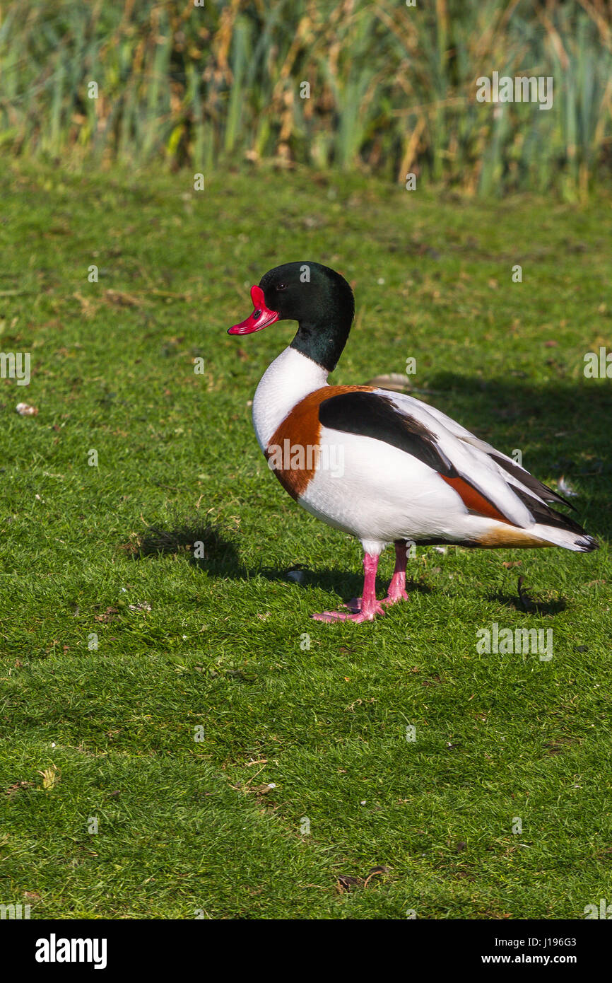 Common Shelduck at Slimbridge Stock Photo - Alamy
