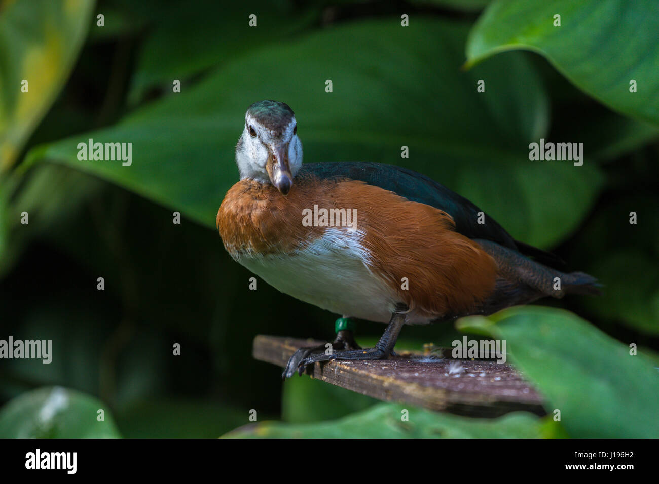 African Pygmy Goose Nettapus Auritus High Resolution Stock Photography ...