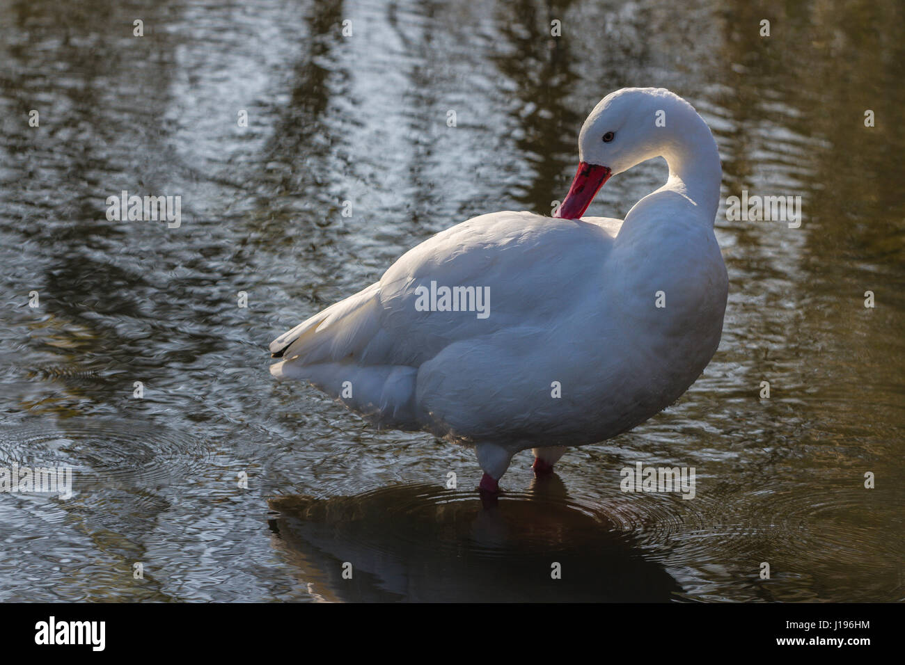 Coscoroba Swan at Slimbridge Stock Photo - Alamy