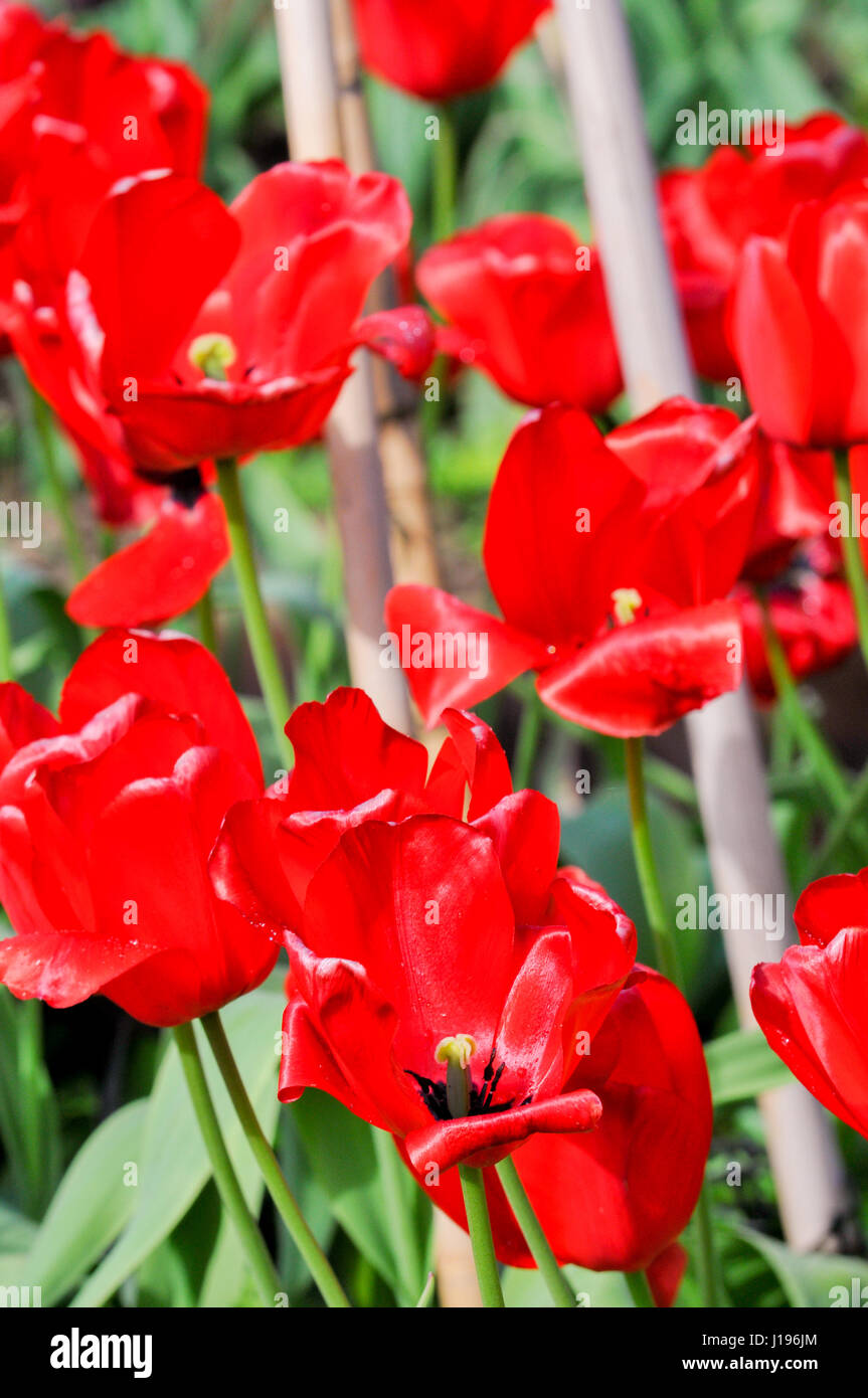 Spring tulips growing in a kitchen garden Stock Photo - Alamy