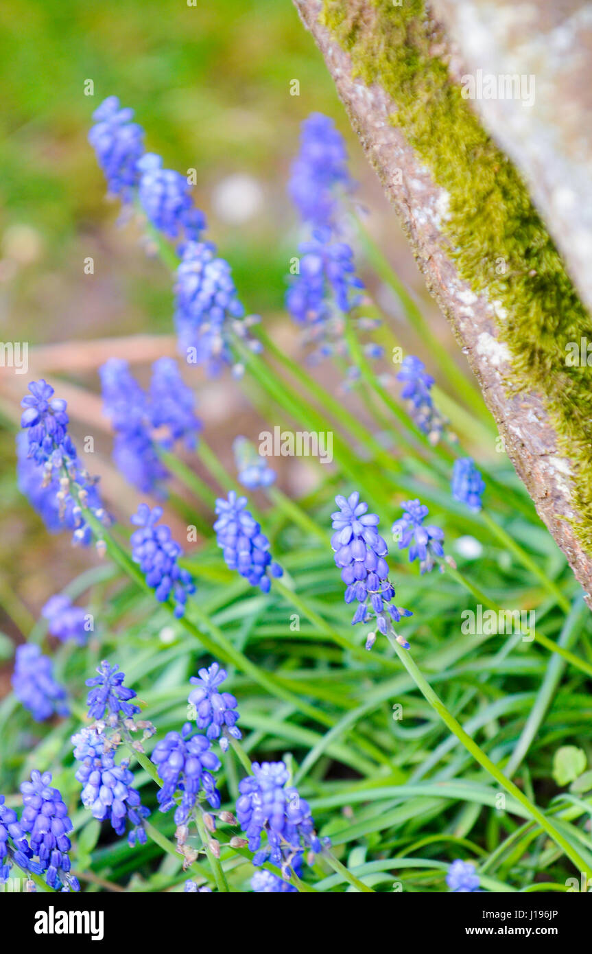 bluebells close up growing in the wild Stock Photo - Alamy