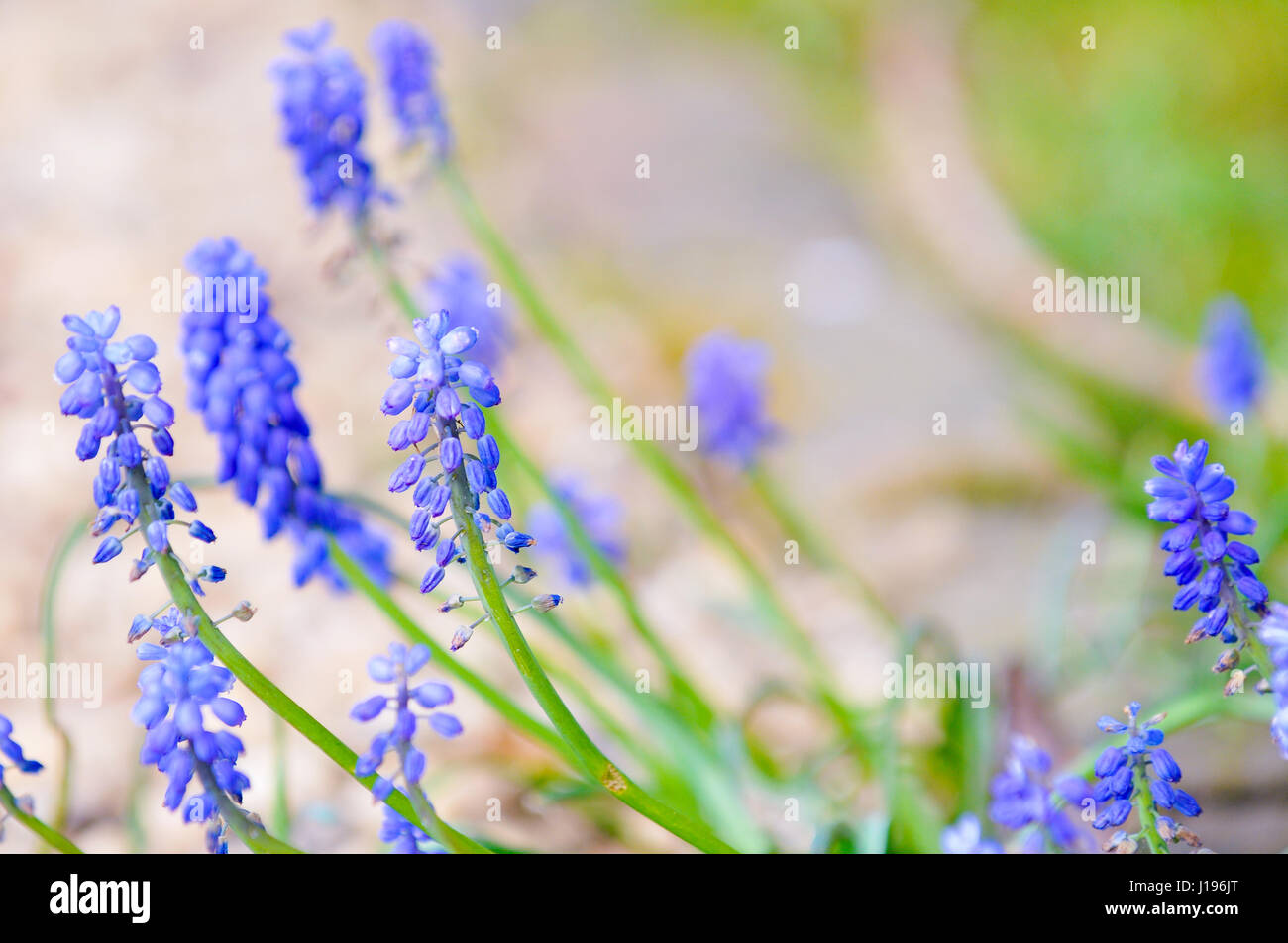 bluebells close up growing in the wild Stock Photo - Alamy