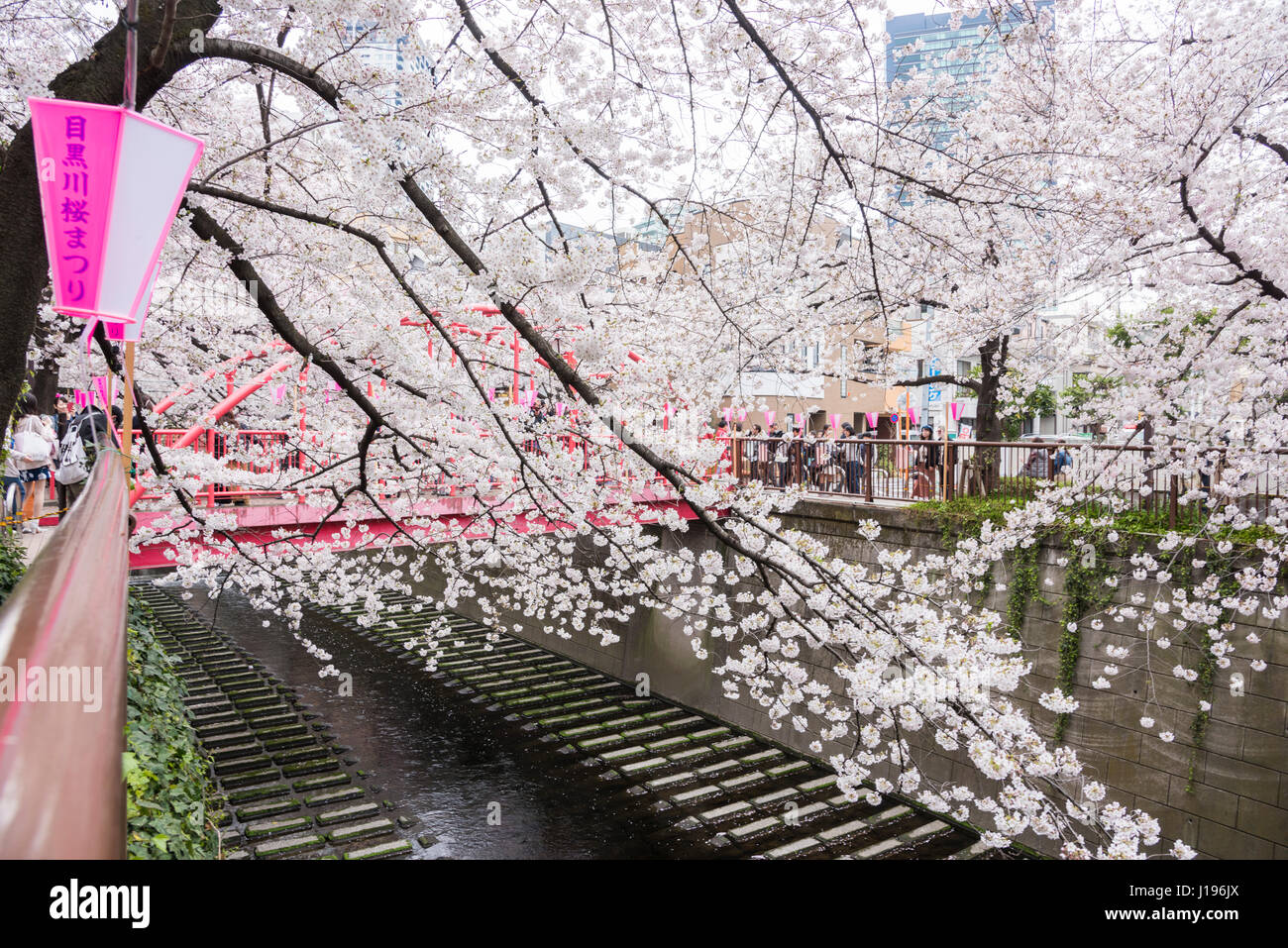Cherry Blossm, Meguro River, Meguro-Ku, Tokyo, Japan Stock Photo - Alamy