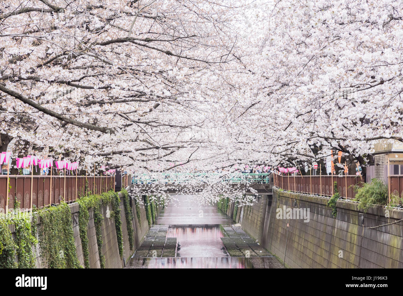 Cherry Blossm, Meguro River, Meguro-Ku, Tokyo, Japan Stock Photo - Alamy