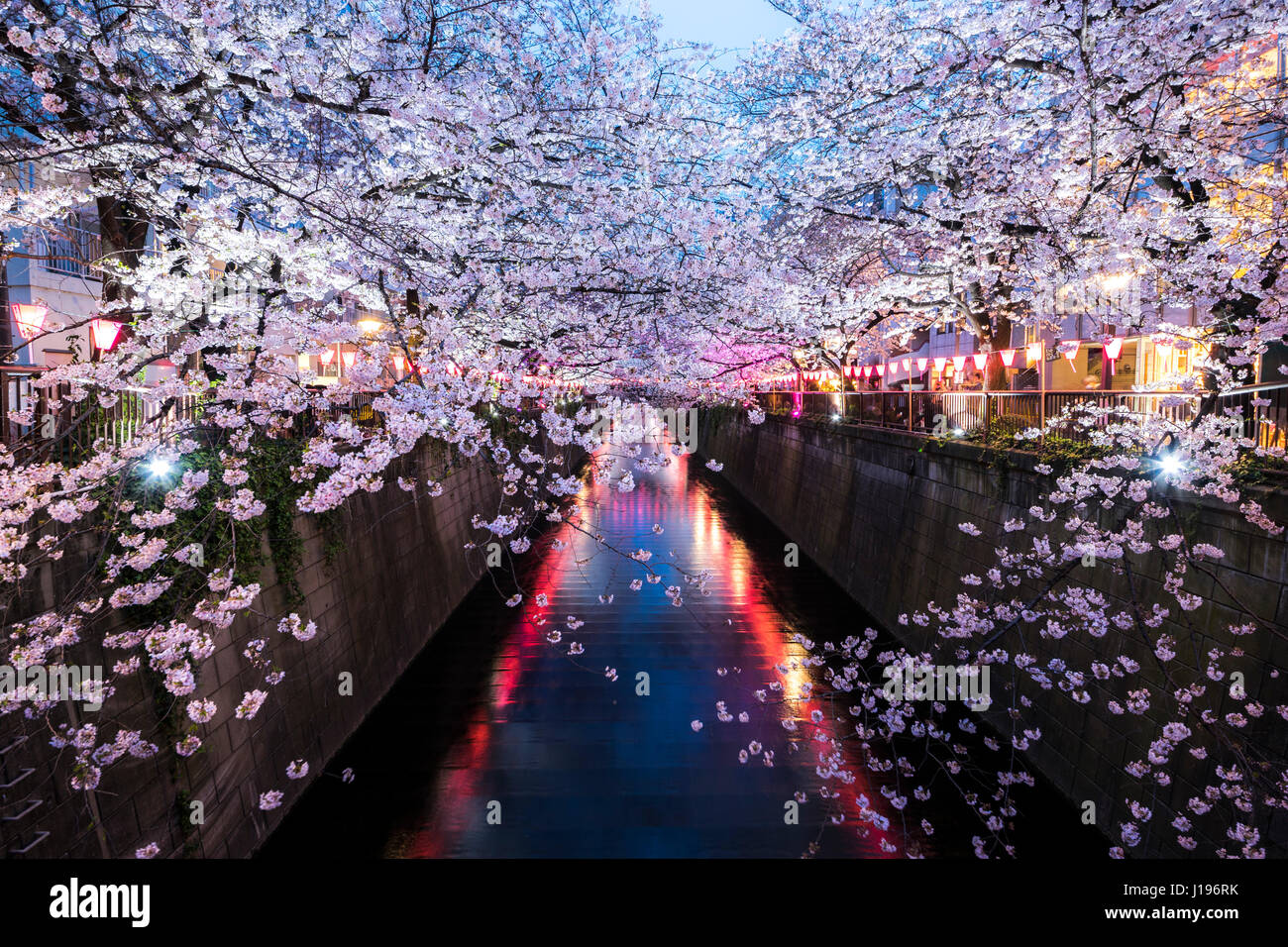 Cherry Blossm, Meguro River, Meguro-Ku, Tokyo, Japan Stock Photo - Alamy