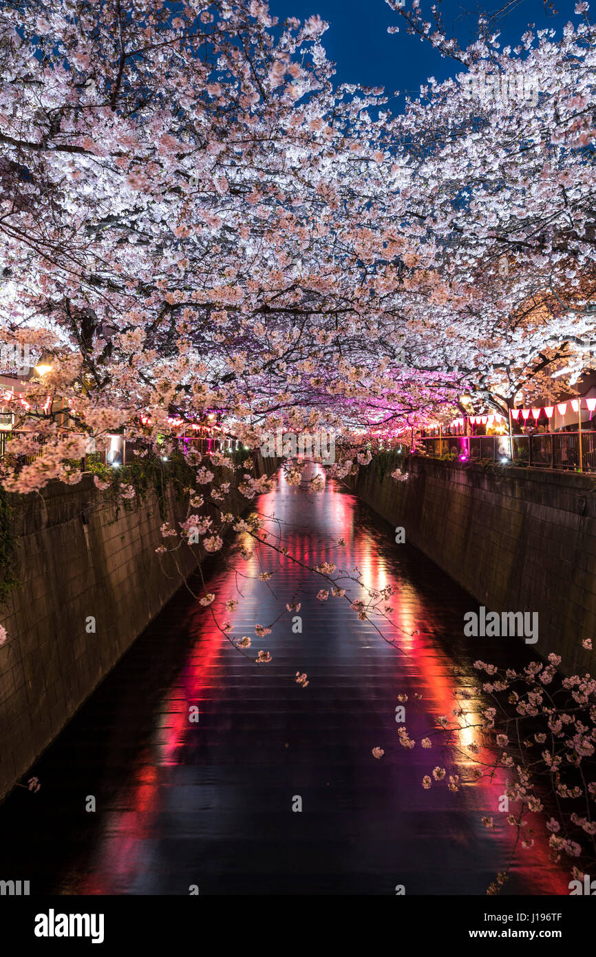 Cherry Blossm, Meguro River, Meguro-Ku, Tokyo, Japan Stock Photo - Alamy