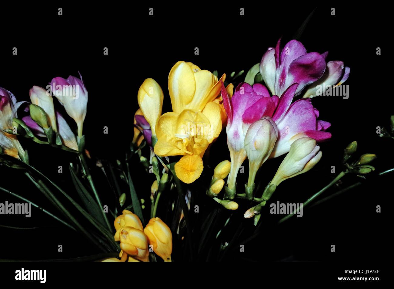 Freesia (freesia refracta Stock Photo - Alamy