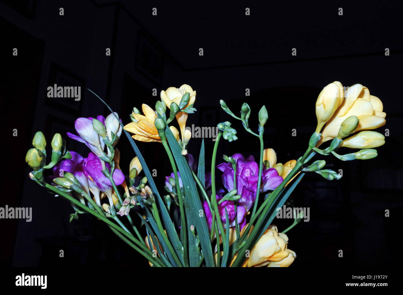 Freesia (Freesia refracta Stock Photo - Alamy