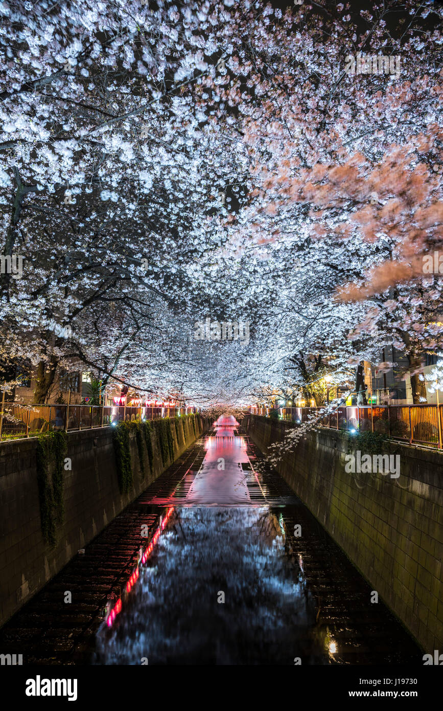 Cherry Blossm, Meguro River, Meguro-Ku, Tokyo, Japan Stock Photo - Alamy