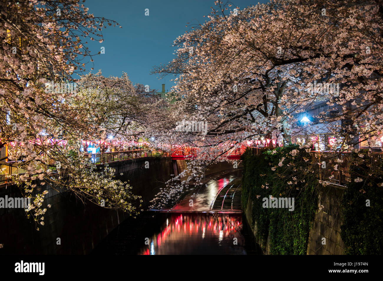 Cherry Blossm, Meguro River, Meguro-Ku, Tokyo, Japan Stock Photo - Alamy