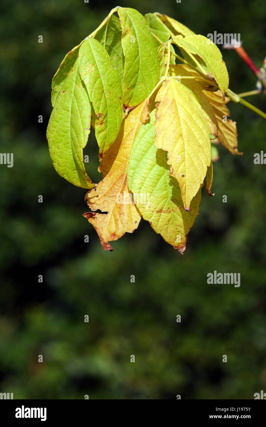 Plane tree autumn hi-res stock photography and images - Alamy