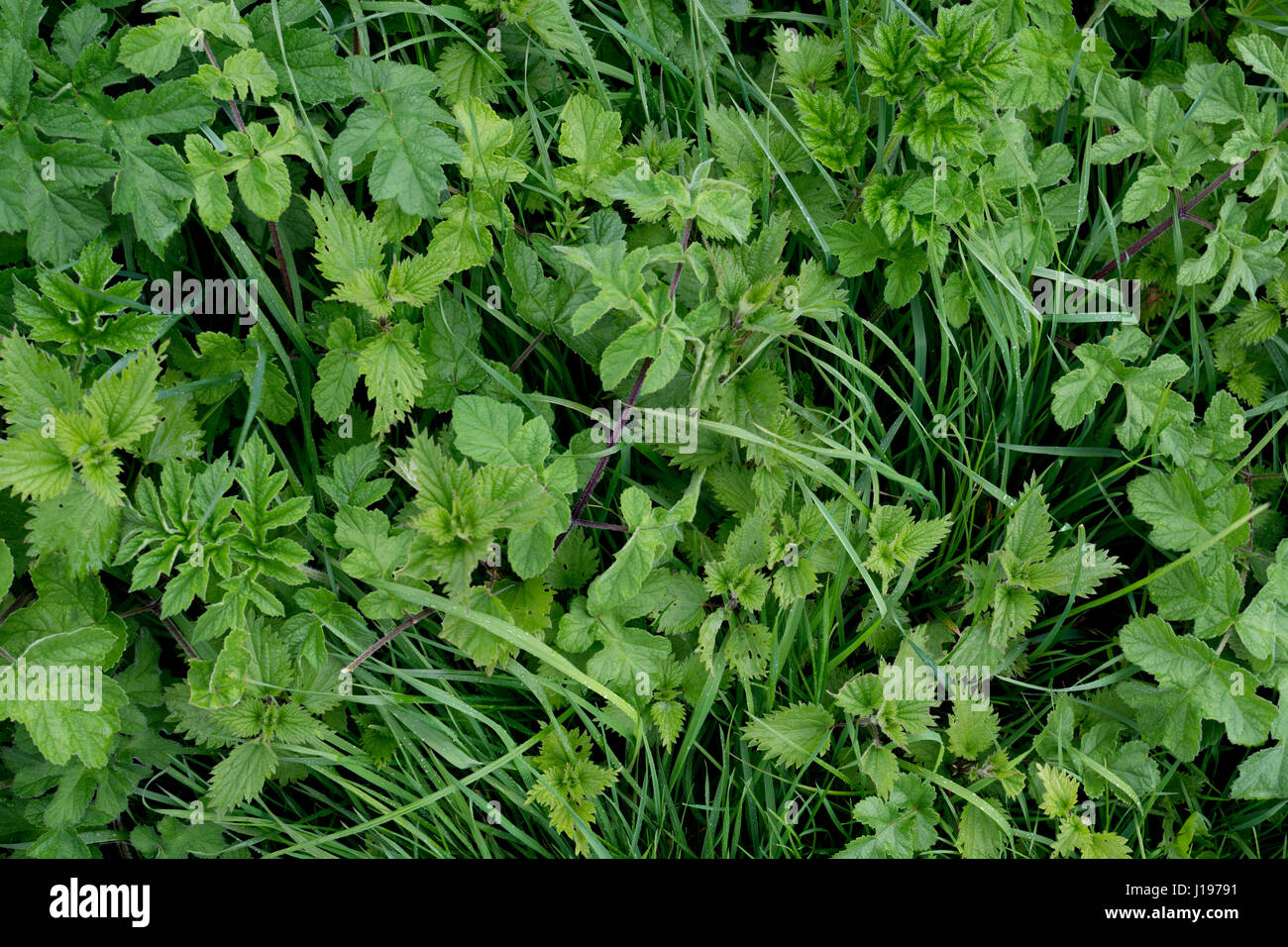 Wildflower foliage in spring seen from above, Warwickshire, UK Stock ...