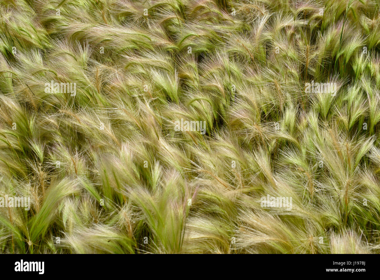 Hordeum jubatum hi-res stock photography and images - Alamy
