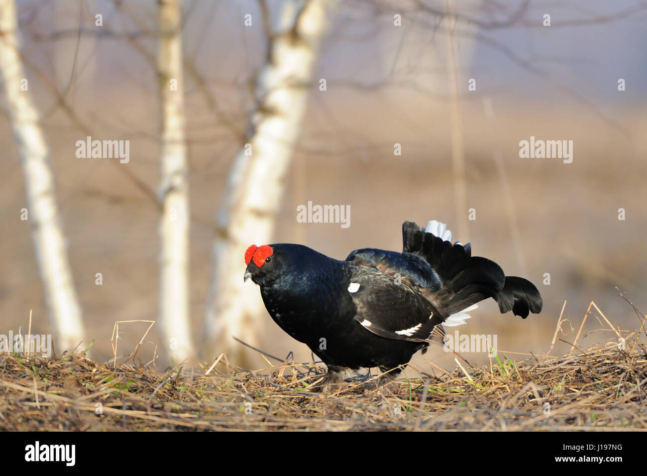 Male Black grouse (Tetrao tetrix ) at courtship place. Yaroslavl region ...