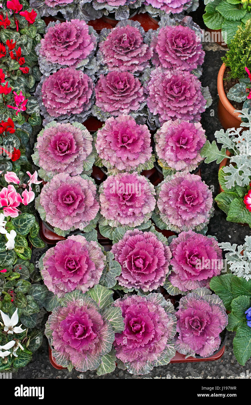 Ornamental cabbage hi-res stock photography and images - Alamy