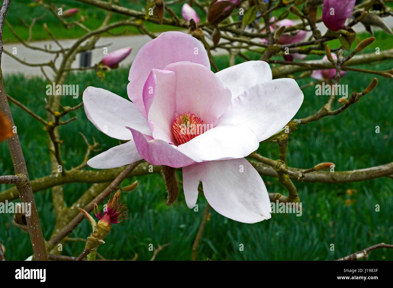 Magnolia 'Iolanthe' in close up Stock Photo - Alamy