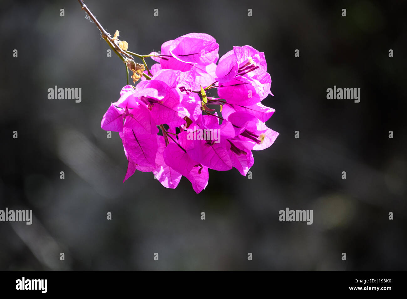 Flower of mexico hi-res stock photography and images - Alamy