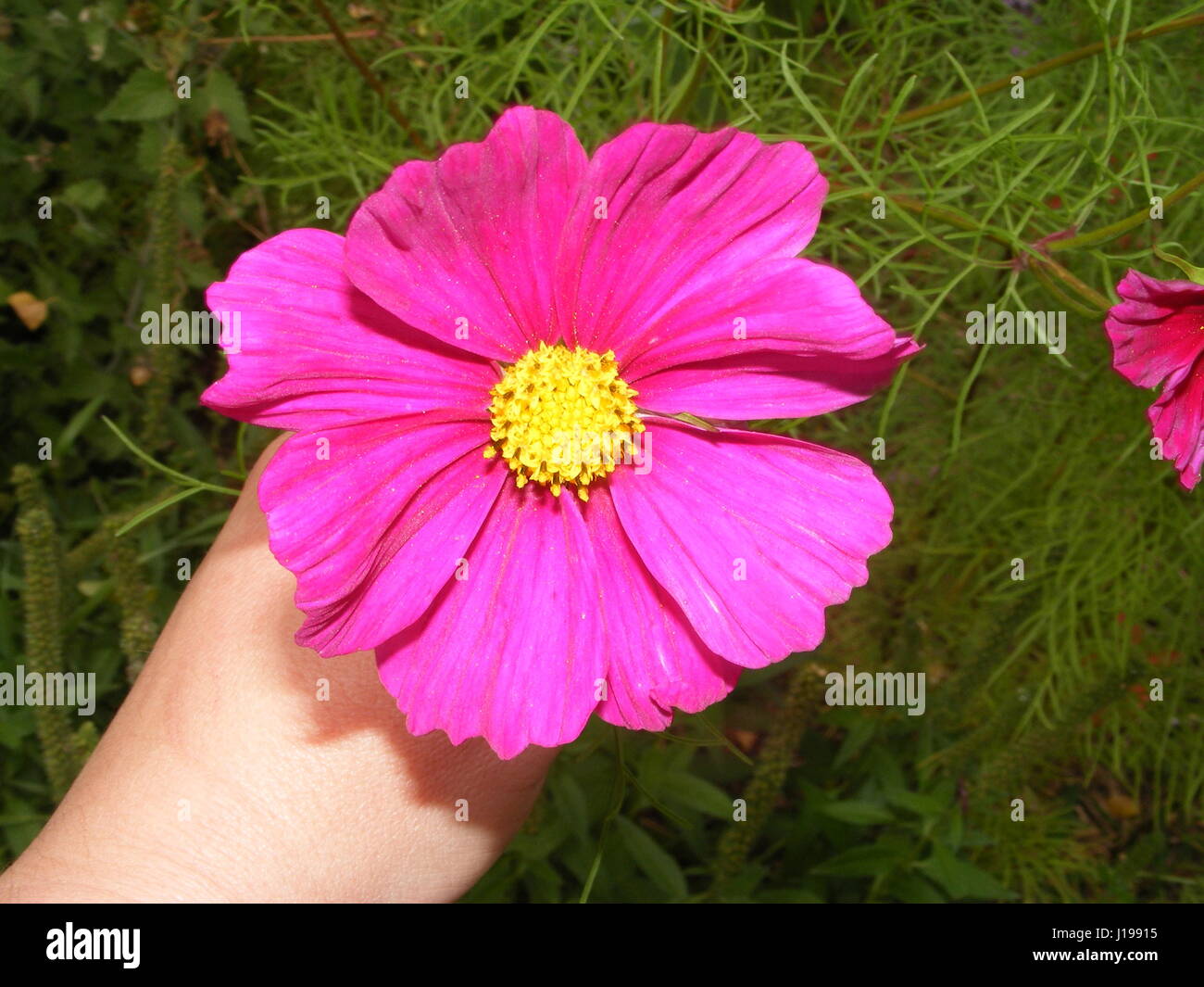 Fuschia High Resolution Stock Photography and Images - Alamy