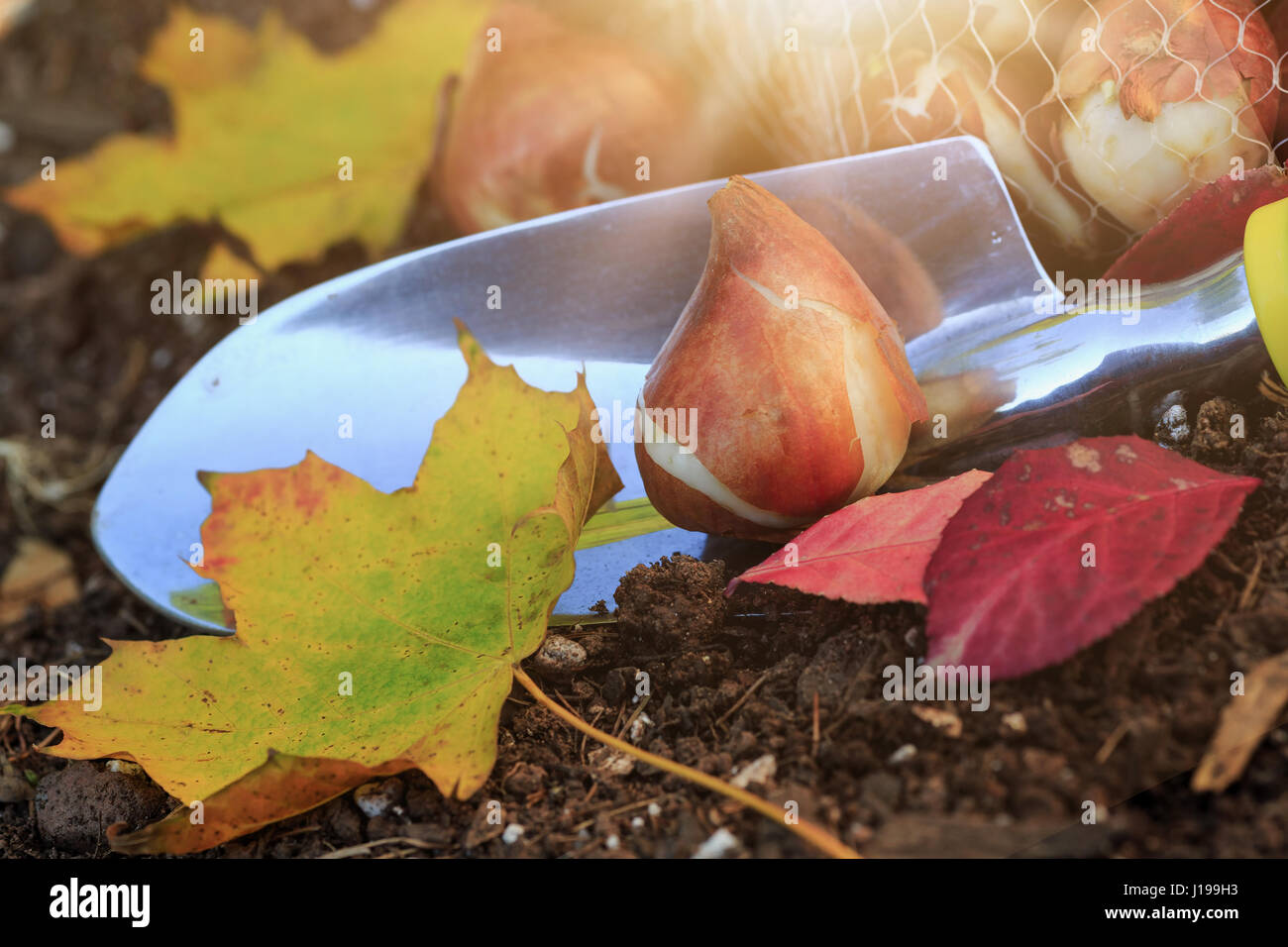 Tulip bulbs ready to plant in the home garden Stock Photo - Alamy