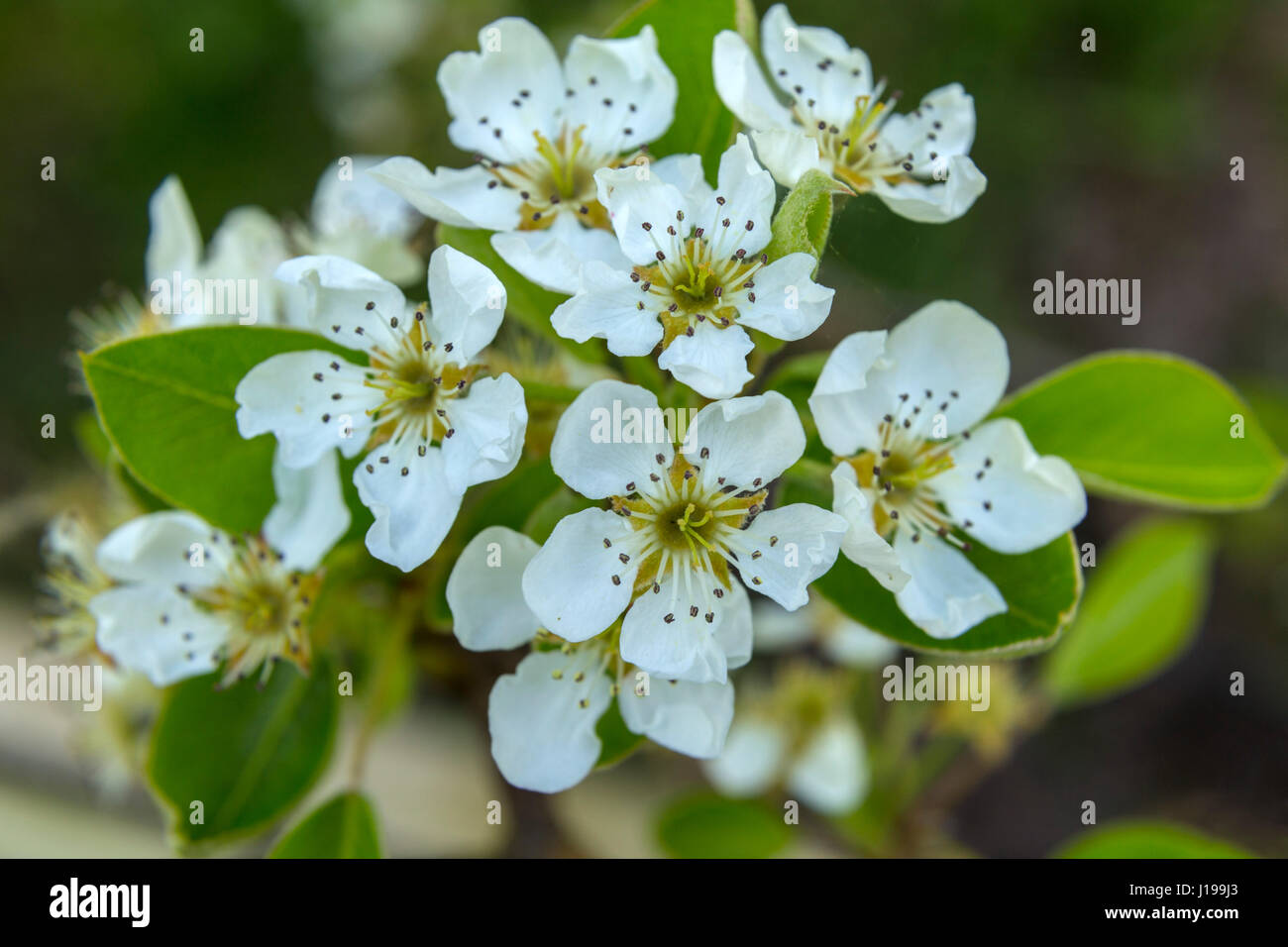 Blossom pear tree hi-res stock photography and images - Alamy